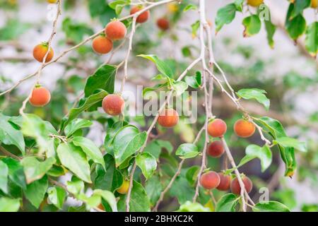 Dovyalis hebecarpa, with common names Ceylon gooseberry, ketembilla ...