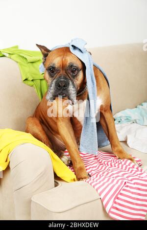 Dog in messy room, sitting on sofa, close-up Stock Photo - Alamy
