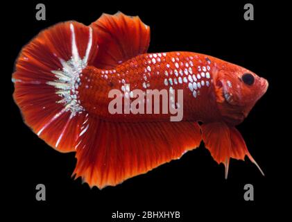 Betta Hellboy Halfmoon Plakat HMPK Male or Plakat Fighting Fish ...