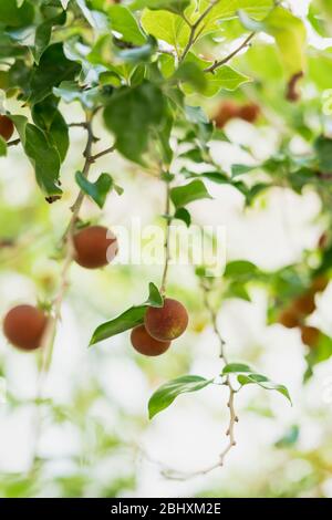Dovyalis hebecarpa, with common names Ceylon gooseberry, ketembilla ...