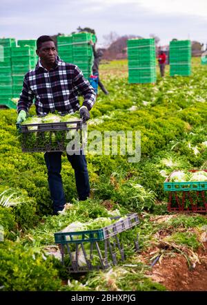 African American stacking boxes with harvested green zucchini Stock ...