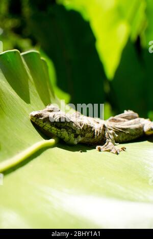 parachute gecko , gliding gecko can fly-move tree to tree and body like ...