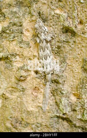 parachute gecko , gliding gecko can fly-move tree to tree and body like ...