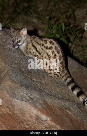Cape Genet or Large-Spotted Genet (Genetta tigrina), nocturnal Stock ...