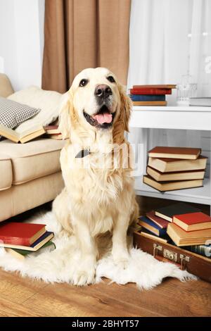Portrait of cute Labrador with pile of books in room Stock Photo - Alamy