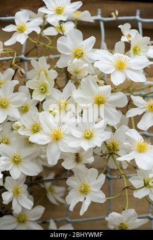 Clematis Avalanche Cartmanii Blaaval white flower flowers an evergreen ...