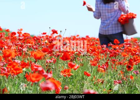 Woman walking with bag on poppy field over blue sky background Stock ...