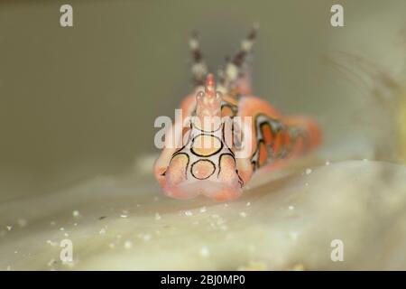 Psychedelic batwing slug (Sagaminopteron psychedelicum). Underwater ...