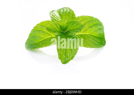 A sprig of mint Mentha is placed in the opening of a brown glass bottle ...