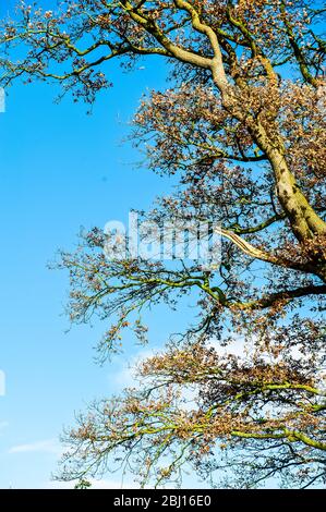 From below of tall oak tree with colorful leaves growing in woods in ...