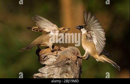 garden bird interaction Stock Photo - Alamy