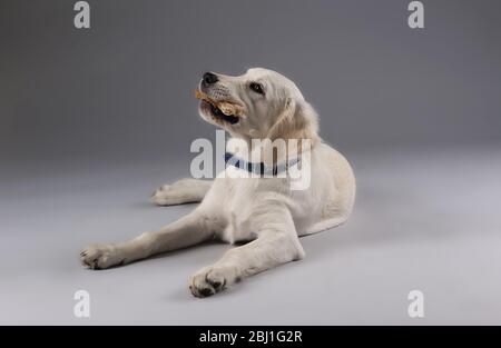 Labrador dog chewing bone on grey background Stock Photo - Alamy