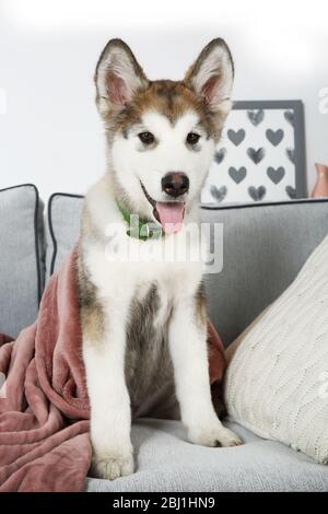 Cute Alaskan Malamute puppy on sofa, close up Stock Photo - Alamy