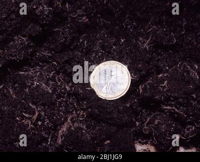 Grindal or white worms, Enchytraeus sp., live food for aquarium fishes ...