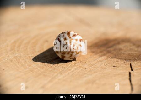Shell of a conch on slice of wood Stock Photo - Alamy