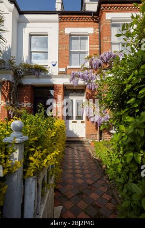 Terraced houses with Wisteria on Ashmount road in Islington, North ...