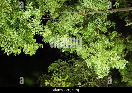 Night shot of Green Cinnamomum camphora tree Stock Photo - Alamy
