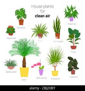 Colorful set of various potted houseplants for good feng shui. Abstract ...