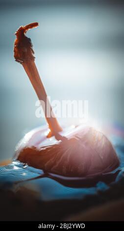 Kiwi slice on basket, Close-up of yellow kiwi fruit on wooden ...