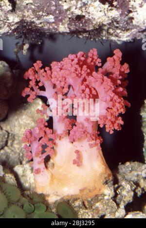 Flower tree coral, Scleronephthya sp Stock Photo - Alamy