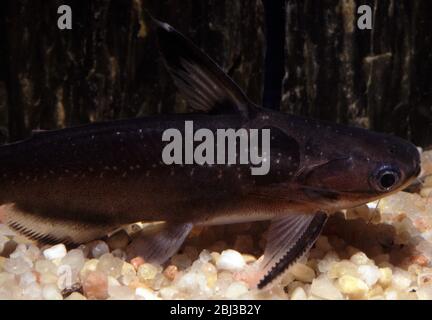 Midnight or Zamora catfish, Auchenipterichthys thoracatus Stock Photo ...