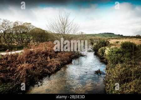 The River Fowey flowing through Draynes Wood, an ancient oak woodland ...