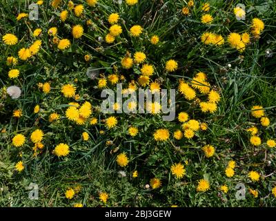 Yellow dandelions growing wild in lush green grass on sunny day ...