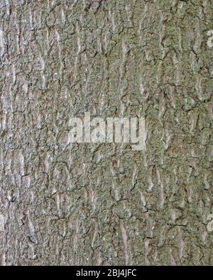 Old Beech tree with solid trunk and large branches. Shadows cast by the ...