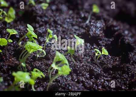 Peppermint seedlings with water drops. Home gardening. Background Stock ...