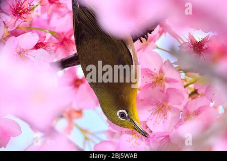Close-up of Mejiro (Japanese White-Eye) bird sitting in Cherry blossom ...