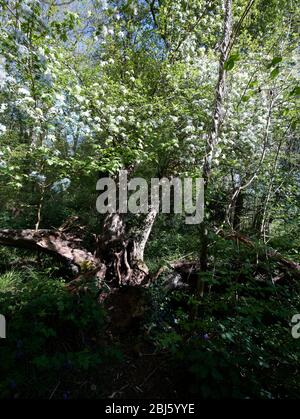 Split tree and blossoms (life and death) on woodland path natural ...