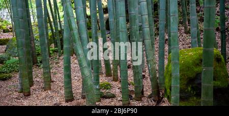 Hokokuji Temple, also known as "Bamboo Temple,” Kamakura, Japan Stock ...