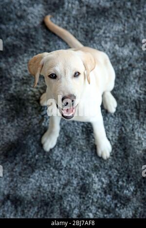 Cute Labrador dog on gray carpet, closeup Stock Photo - Alamy