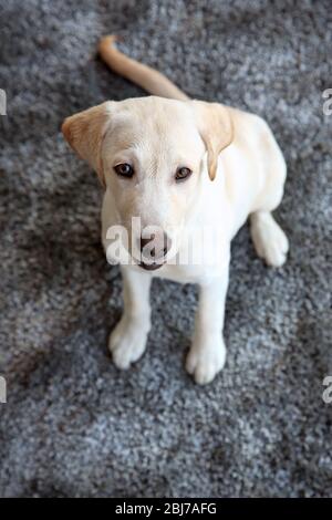 Cute Labrador dog on gray carpet, closeup Stock Photo - Alamy
