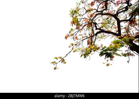 Branch of Tabebuia or Golden tree or Tallow Pui tree on isolated, an ...
