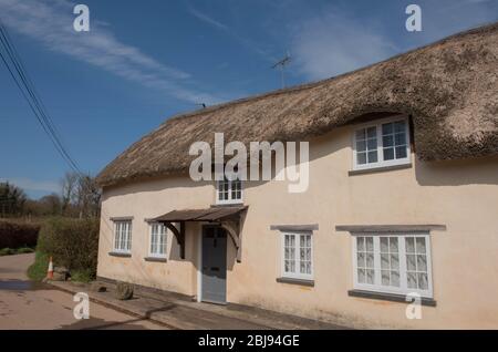 Traditional Devonian Cob and Lime Thatched Roof Cottage in a Village in ...