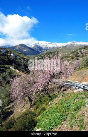 Spring in the Axarquia countryside, Malaga, Andalucia, Costa del Sol ...