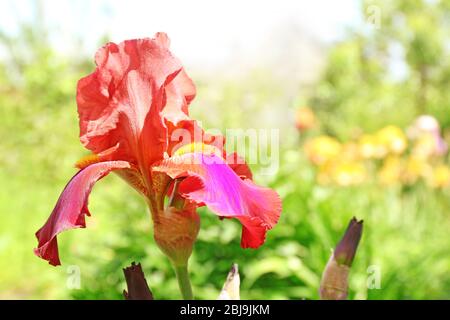 Colorful red iris bud on blurred nature background Stock Photo - Alamy