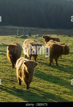 Scottish highland cattle standing on a meadow in Germany. Red female ...