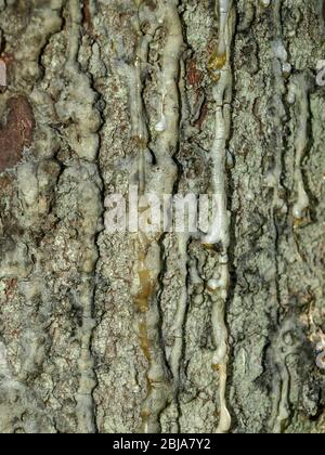 a drop of resin on a dried tree of gray color, resin flows from a ...