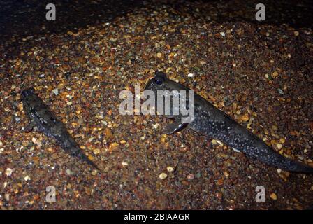 Dwarf indian mudskipper, Periophthalmus novemradiatus Stock Photo - Alamy