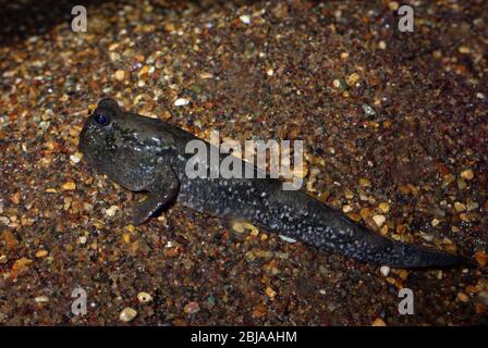 Dwarf indian mudskipper, Periophthalmus novemradiatus Stock Photo - Alamy
