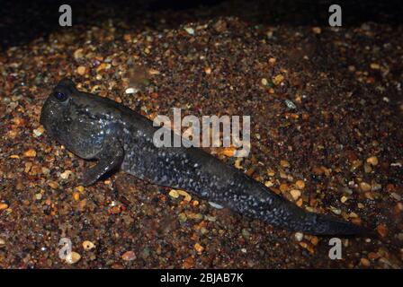 Dwarf indian mudskipper, Periophthalmus novemradiatus Stock Photo - Alamy