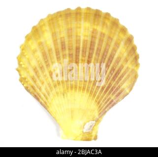 Yellow shell see pectinidae on the white background Stock Photo - Alamy
