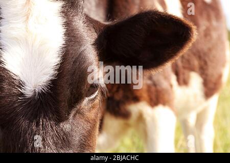 Brindled cow on a field, close up Stock Photo - Alamy