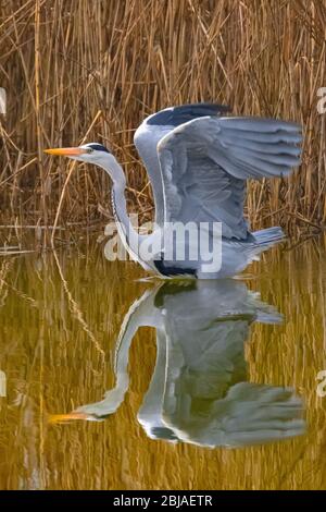 Grey Heron Taking Off Stock Photo - Alamy