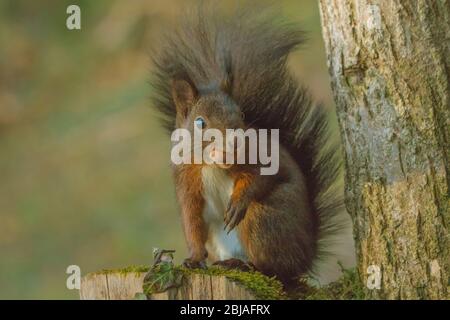 A squirrel with a nut sits on a stump in spring or summer. Eurasian red squirrel, Sciurus ...
