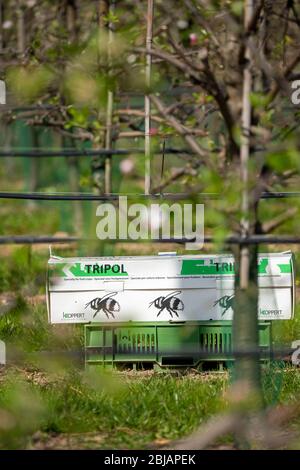 Bumblebee box, with three bumblebee colonies, for pollination of ...