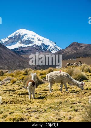 Llamas and alpacas graze in the mountains with Mount Sajama behind ...