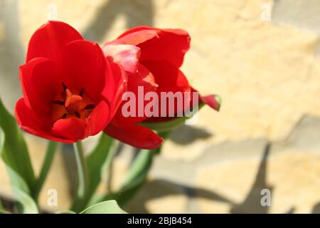 Red tulip flowers in a stone trough during spring Stock Photo - Alamy